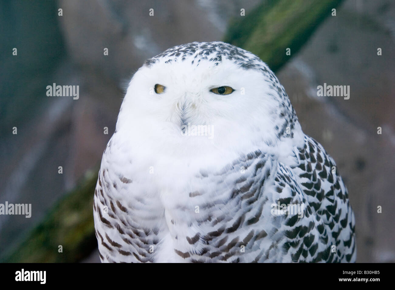 Hedwig harry potter hi-res stock photography and images - Alamy