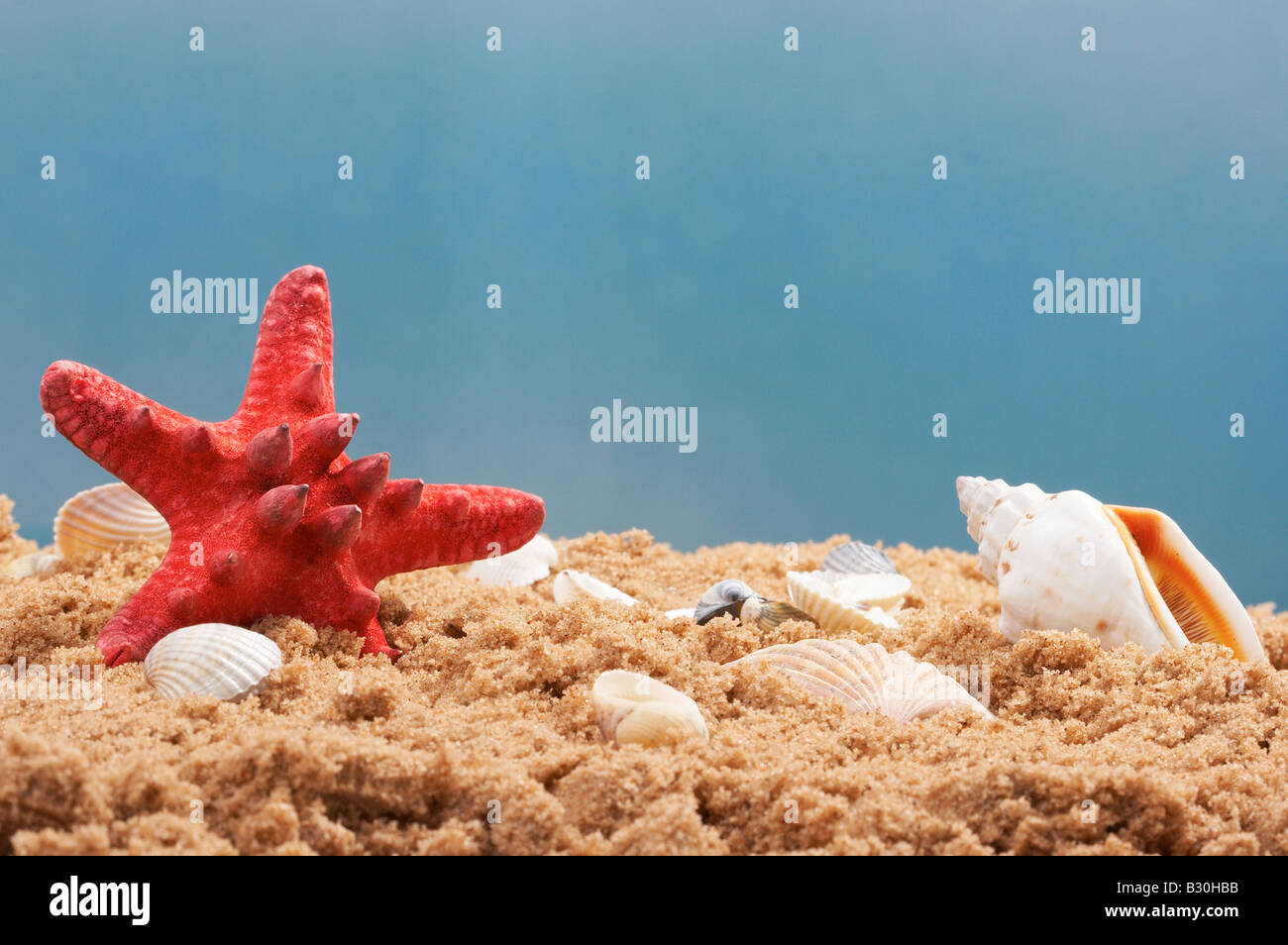 Detailed seashells hi-res stock photography and images - Alamy