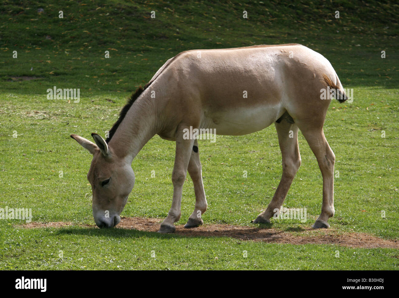 Onager (Equus Hemionus Onager) at Chester Zoo, UK Stock Photo - Alamy