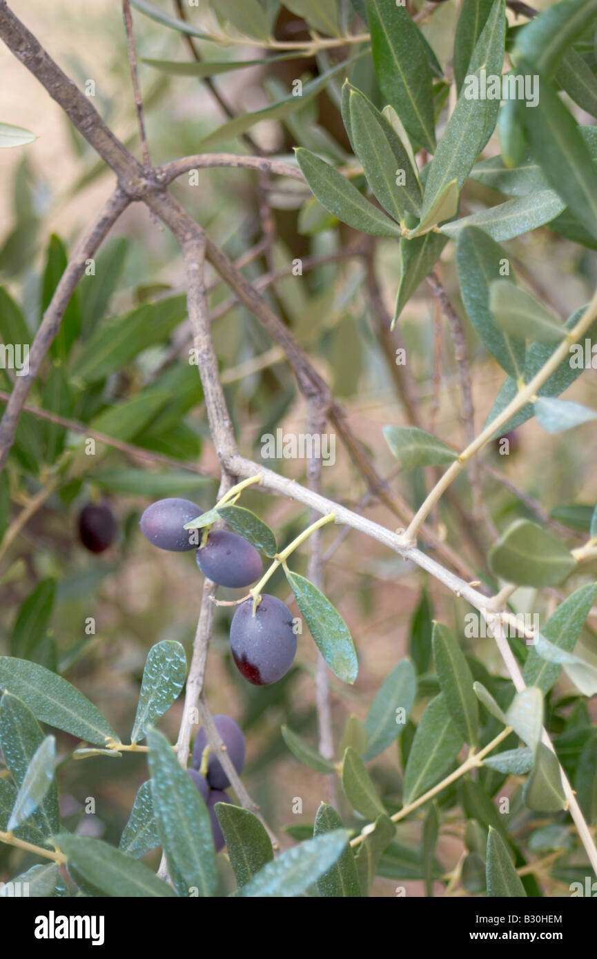 Olive bush hi-res stock photography and images - Alamy