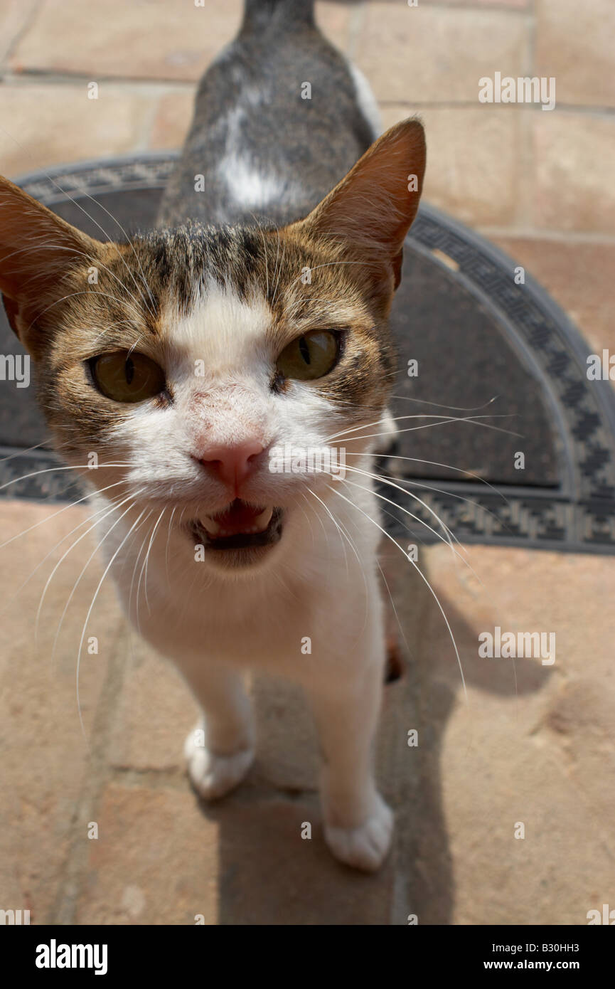 Mew cat hi-res stock photography and images - Alamy
