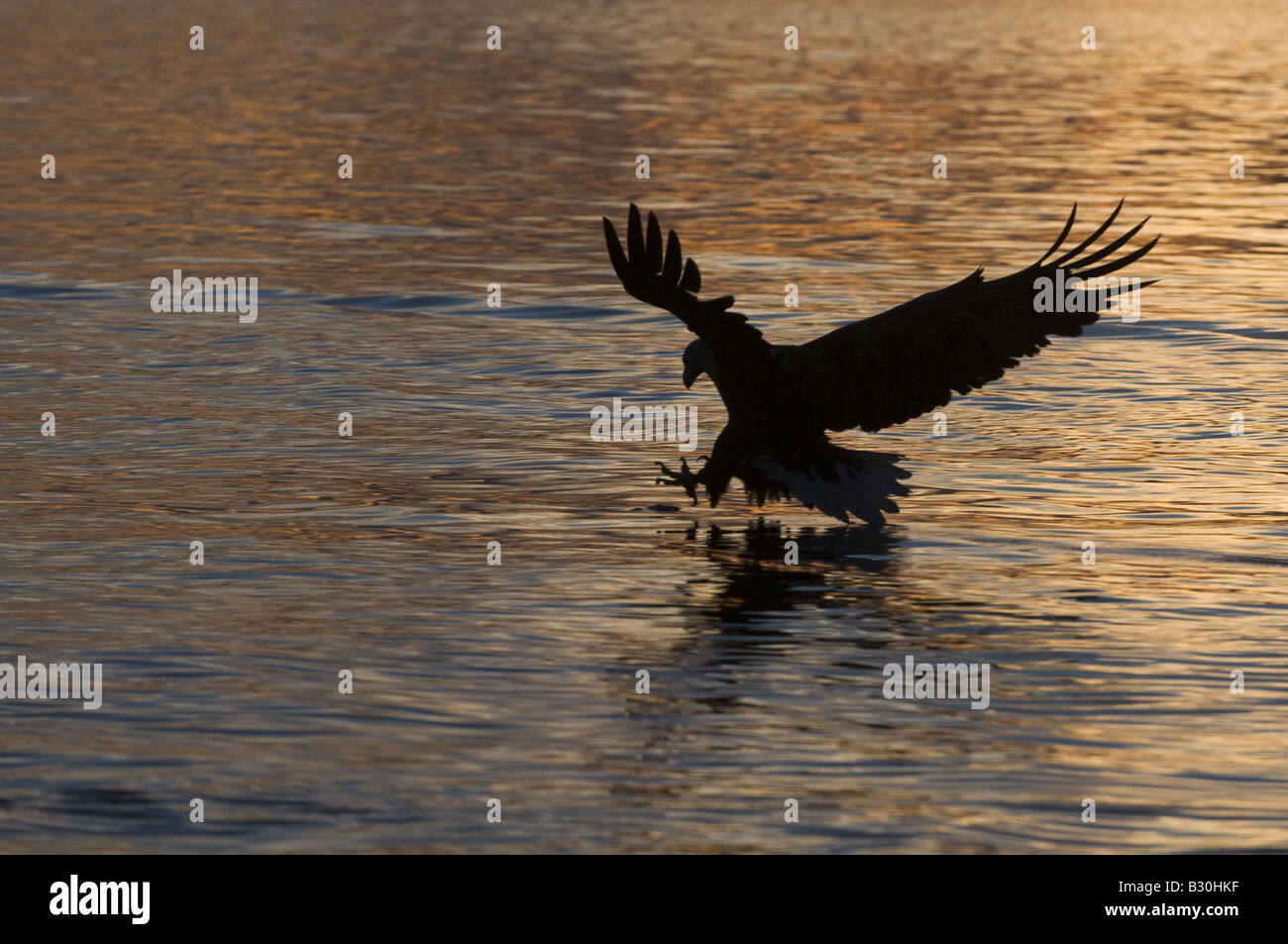 Eagle approaching hunter hi-res stock photography and images - Alamy