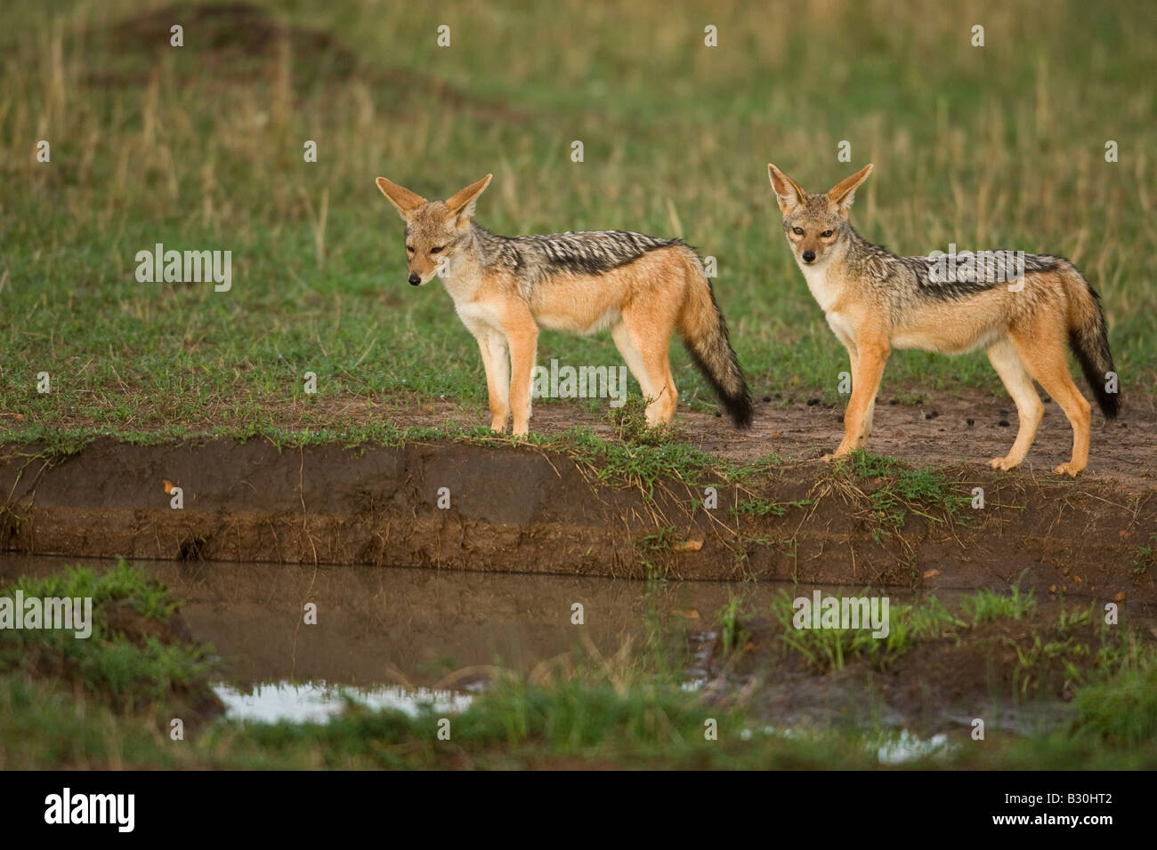 Jackal couple hi-res stock photography and images - Alamy