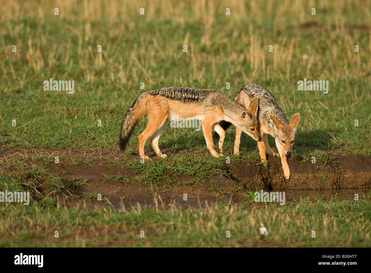 Jackal couple hi-res stock photography and images - Alamy