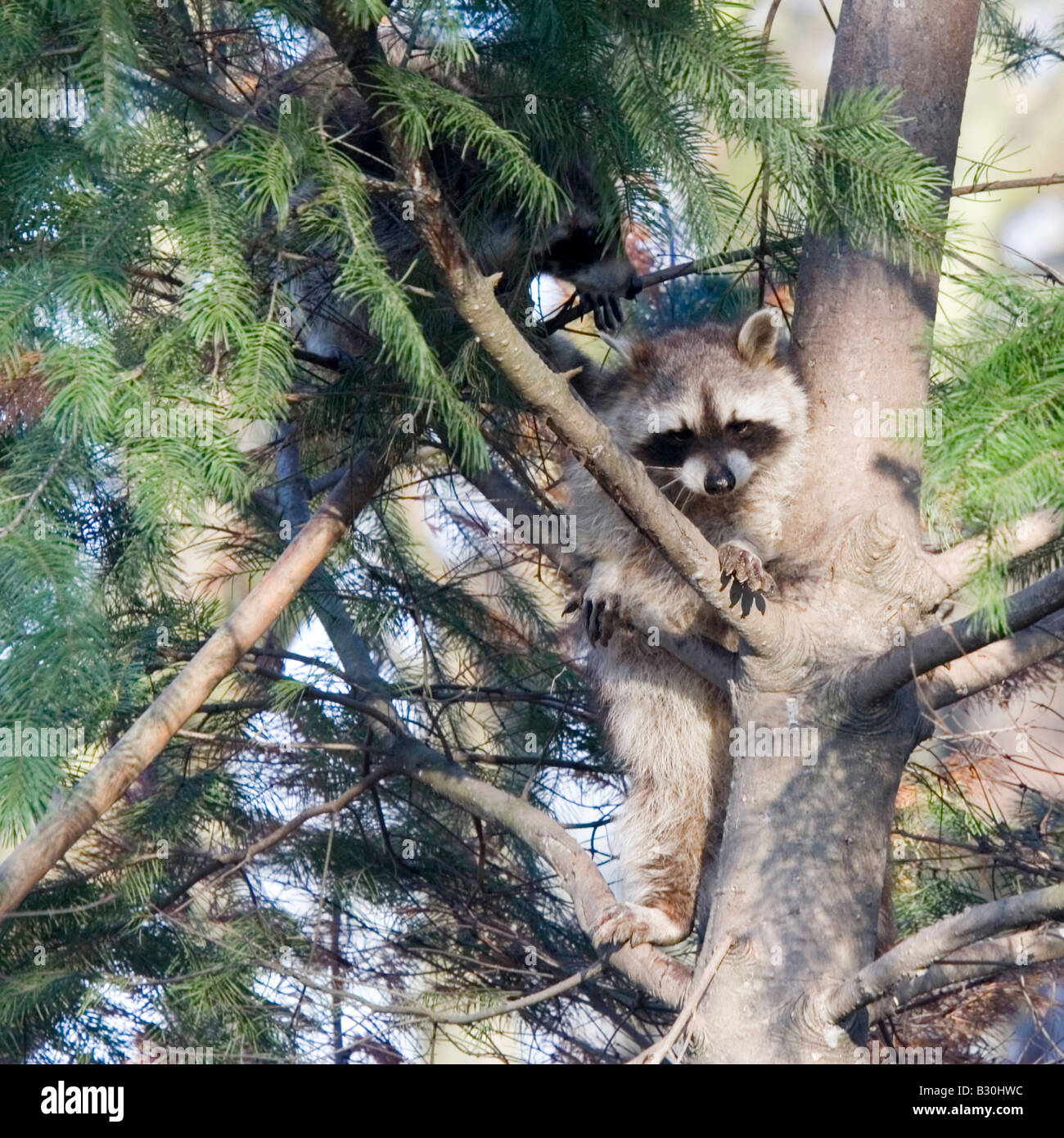 racoon on a tree - procyon lotor climbing Stock Photo - Alamy