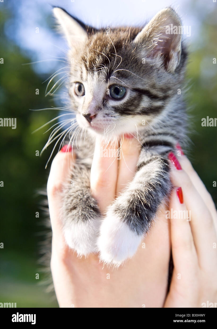 closeup picture of female hands holding little kitty Stock Photo - Alamy