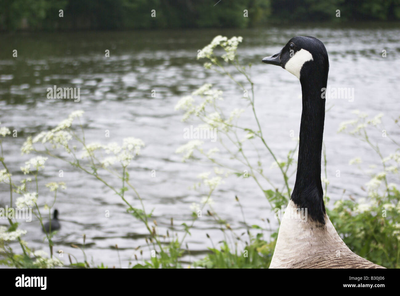 Goose looking out across a lake Stock Photo - Alamy
