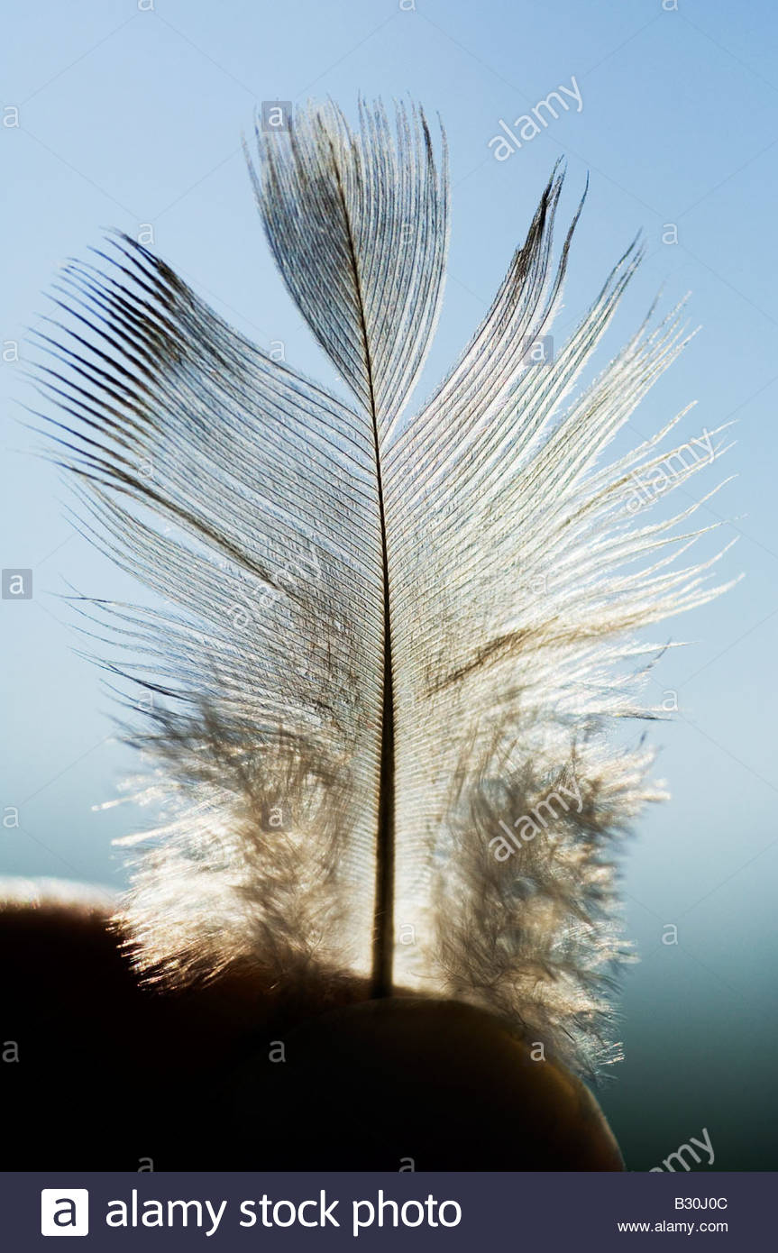 Feather With Structure High Resolution Stock Photography and Images - Alamy