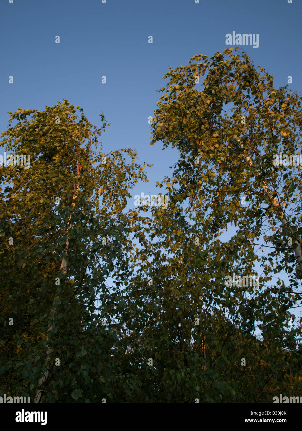 silver birch tree Stock Photo - Alamy