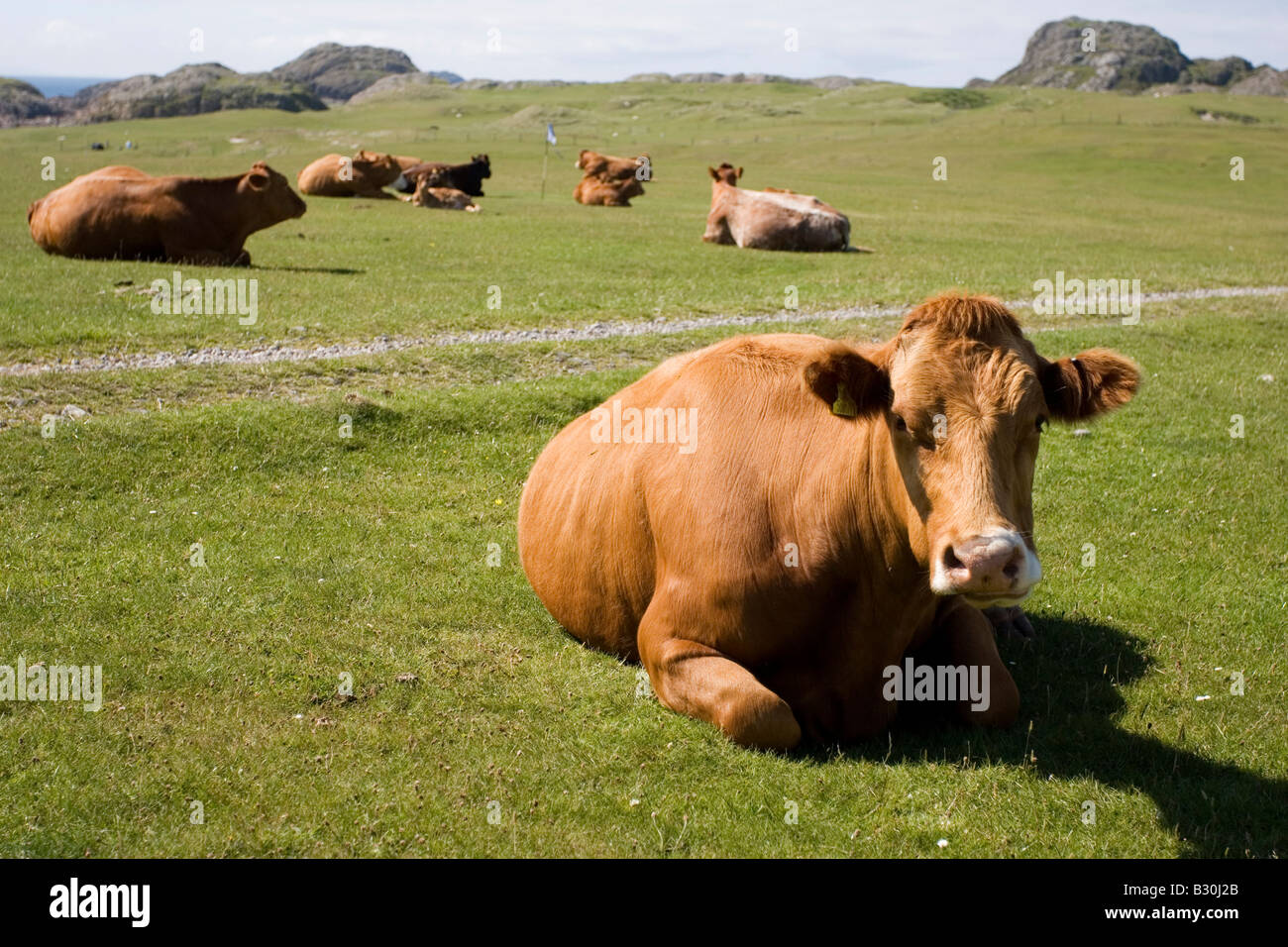 Moody cow hi-res stock photography and images - Alamy