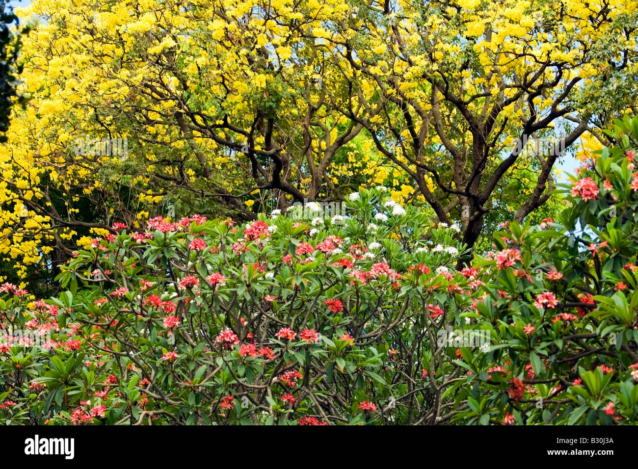 Red plumeria plumeria rubra hi-res stock photography and images - Alamy