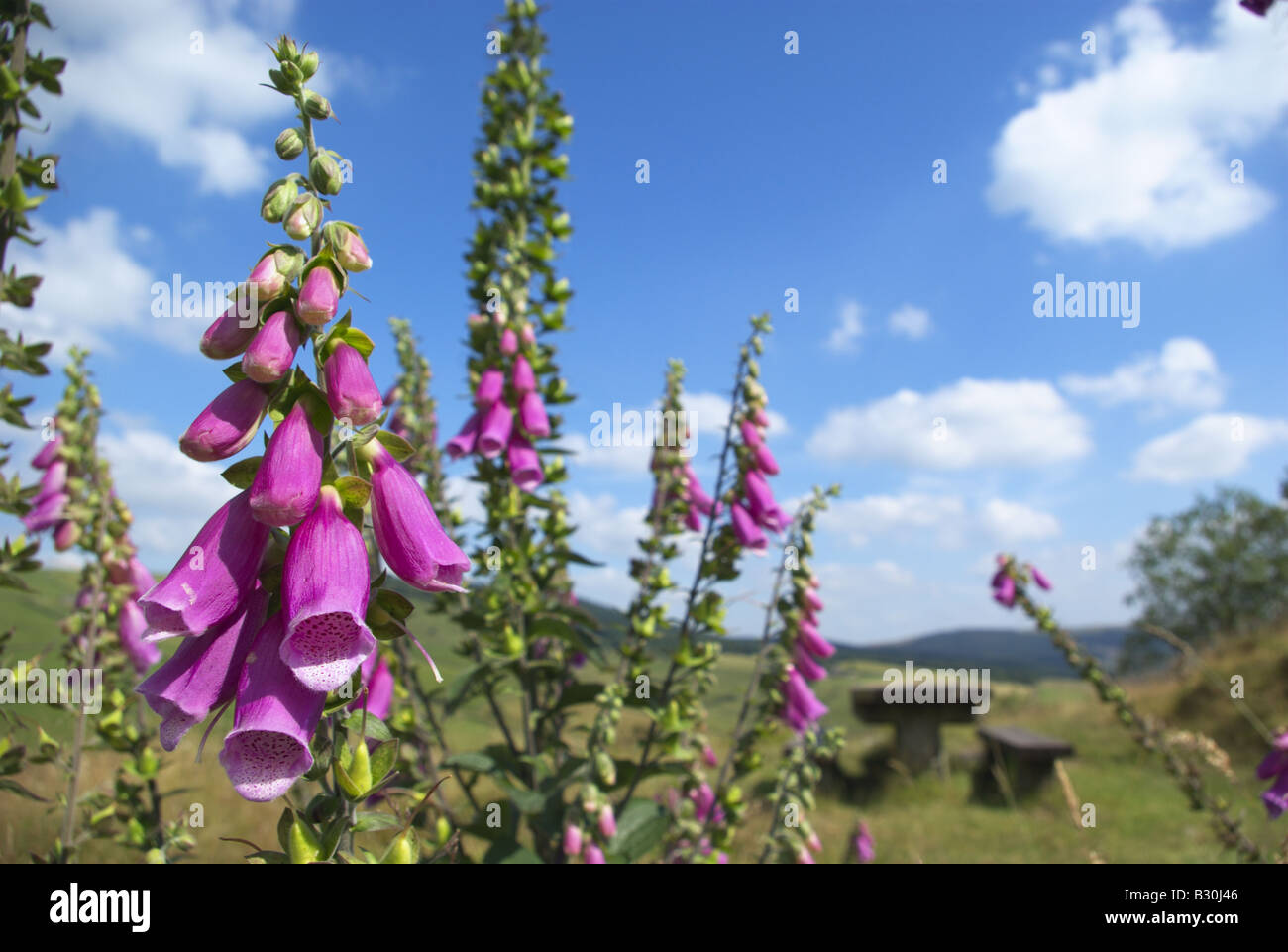 Foxglove in sun hi-res stock photography and images - Alamy