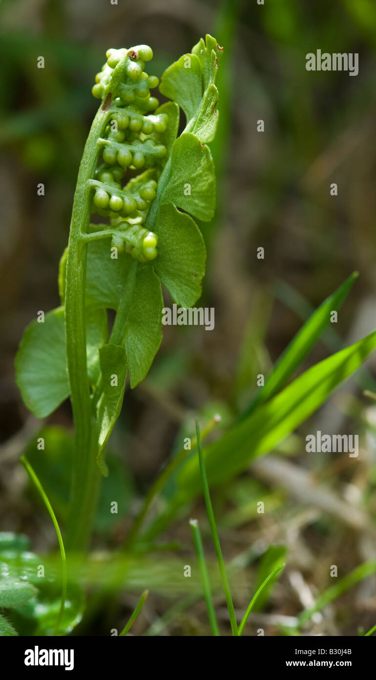 Moonwort (Botrychium lunaria), fern Stock Photo - Alamy