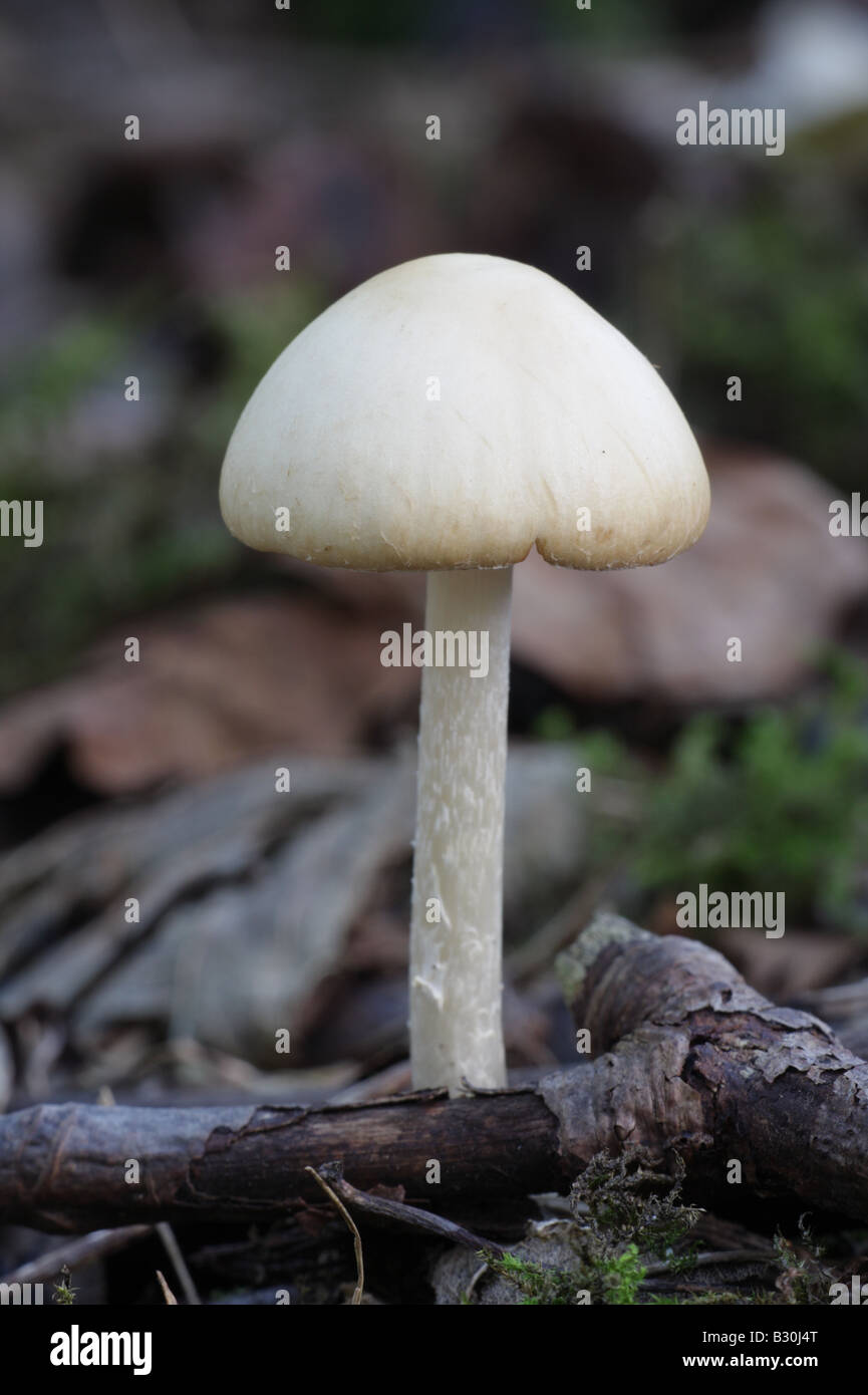 Pale Brittlestem - Psathyrella candolleana Stock Photo - Alamy