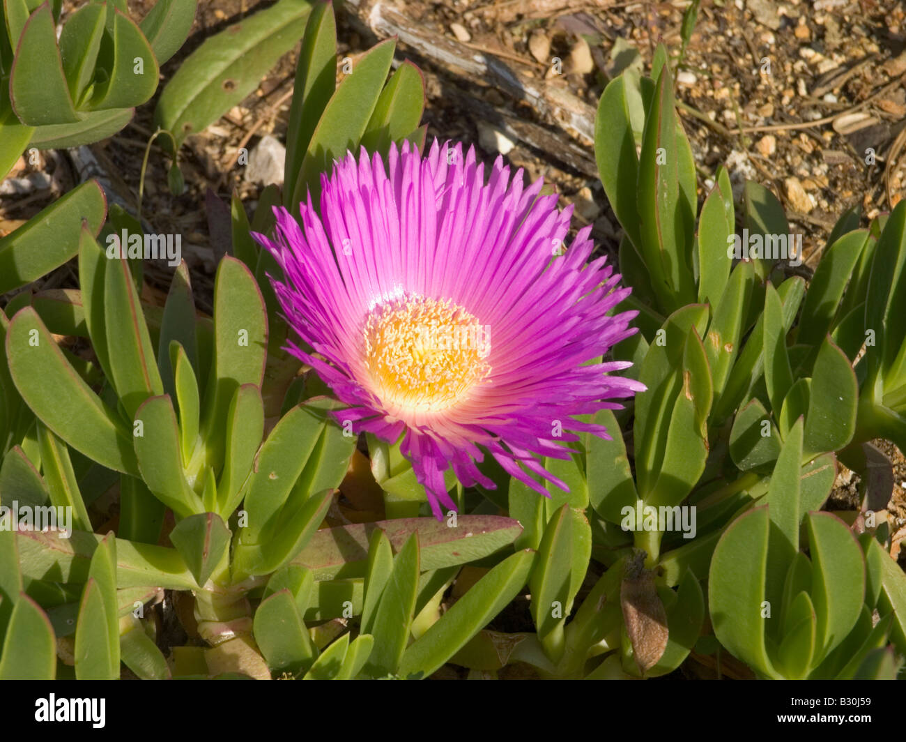 Acinaciformis hi-res stock photography and images - Alamy
