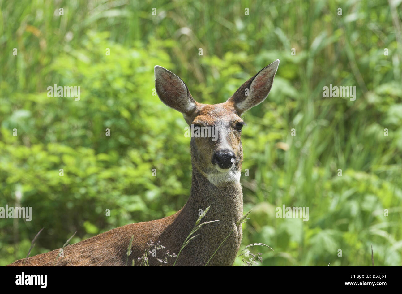 A White-tailed Deer in Banff National Park, Canada Stock Photo - Alamy