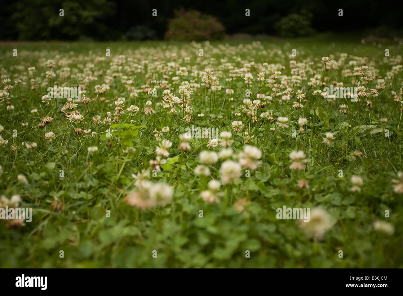 Clover lawn weed hi-res stock photography and images - Alamy
