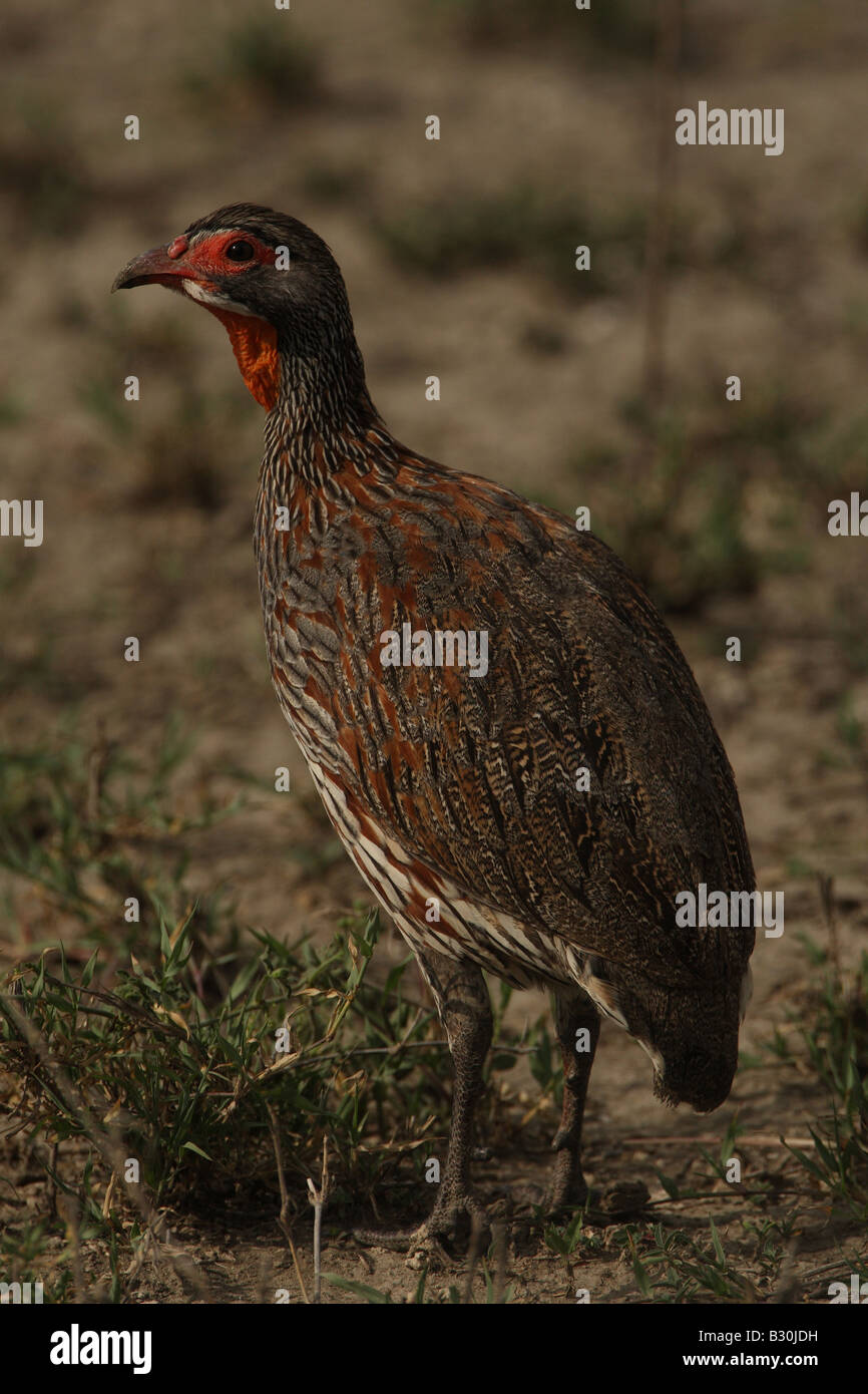 red necked francolin Stock Photo - Alamy