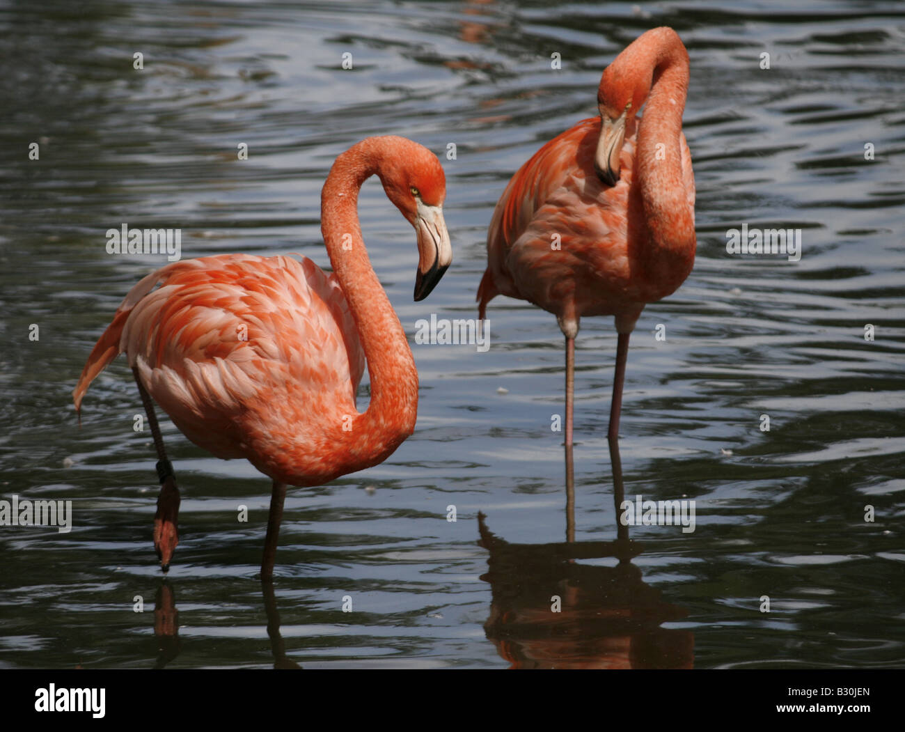 Two pink flamingoes hi-res stock photography and images - Alamy
