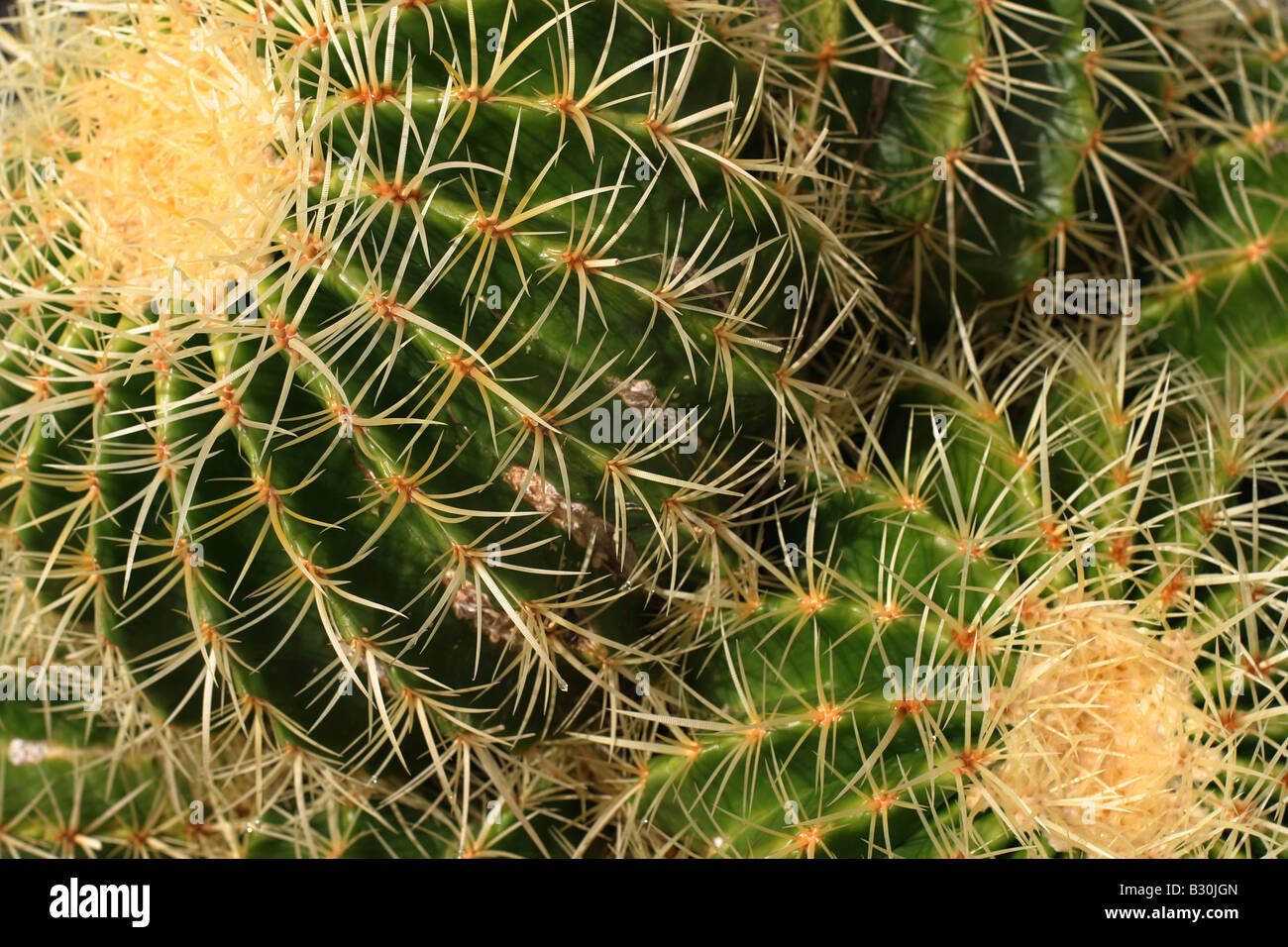 Cactus structure hi-res stock photography and images - Alamy