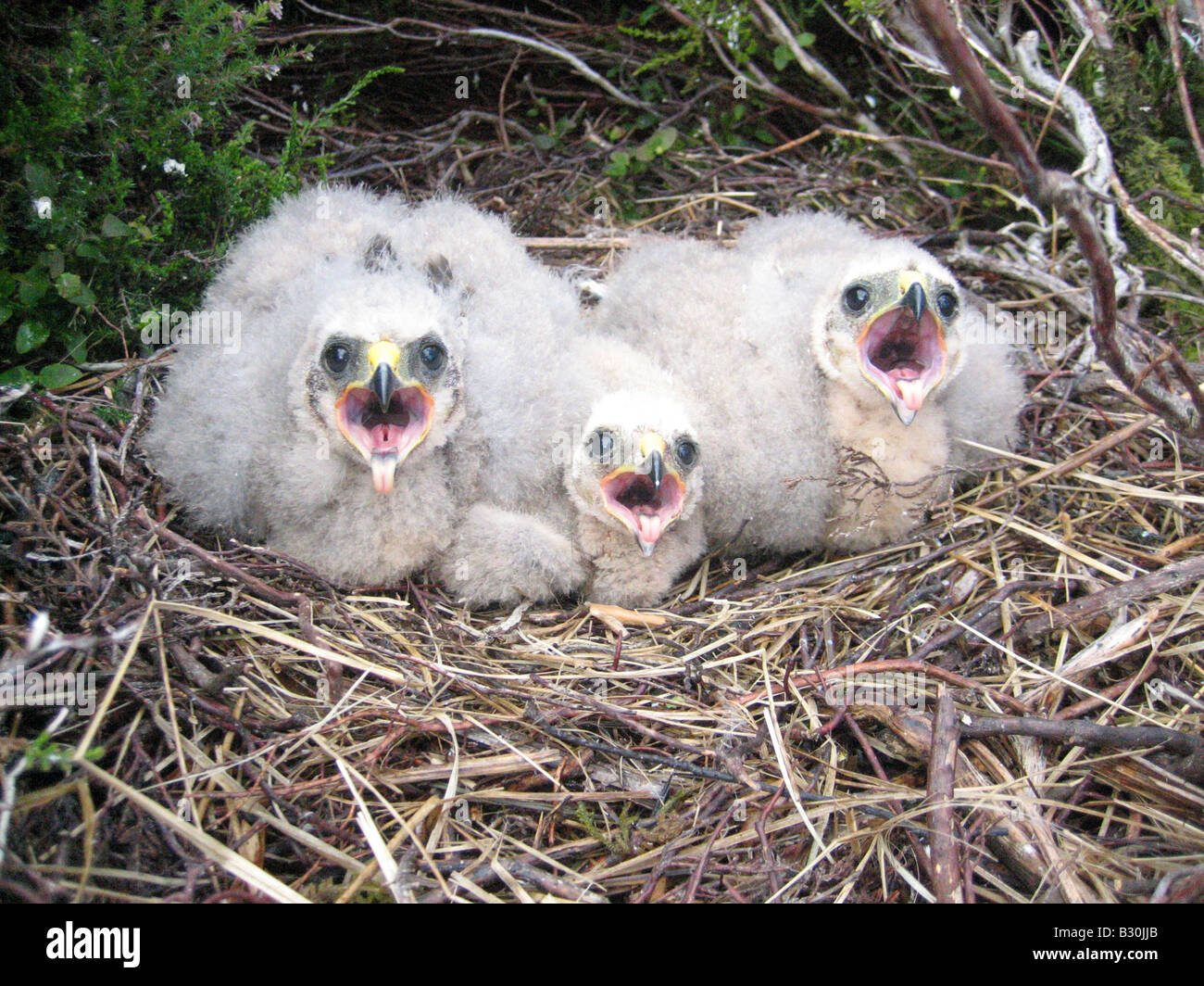 three young Hen harrier, Circus cyaneus, at nest in heather Stock Photo ...