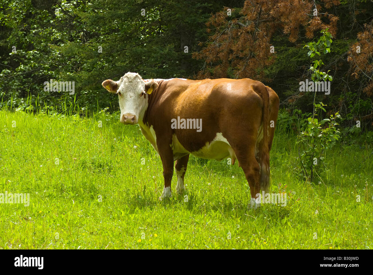 A cow enjoying the mountains of British Columbia, Canada Stock Photo ...