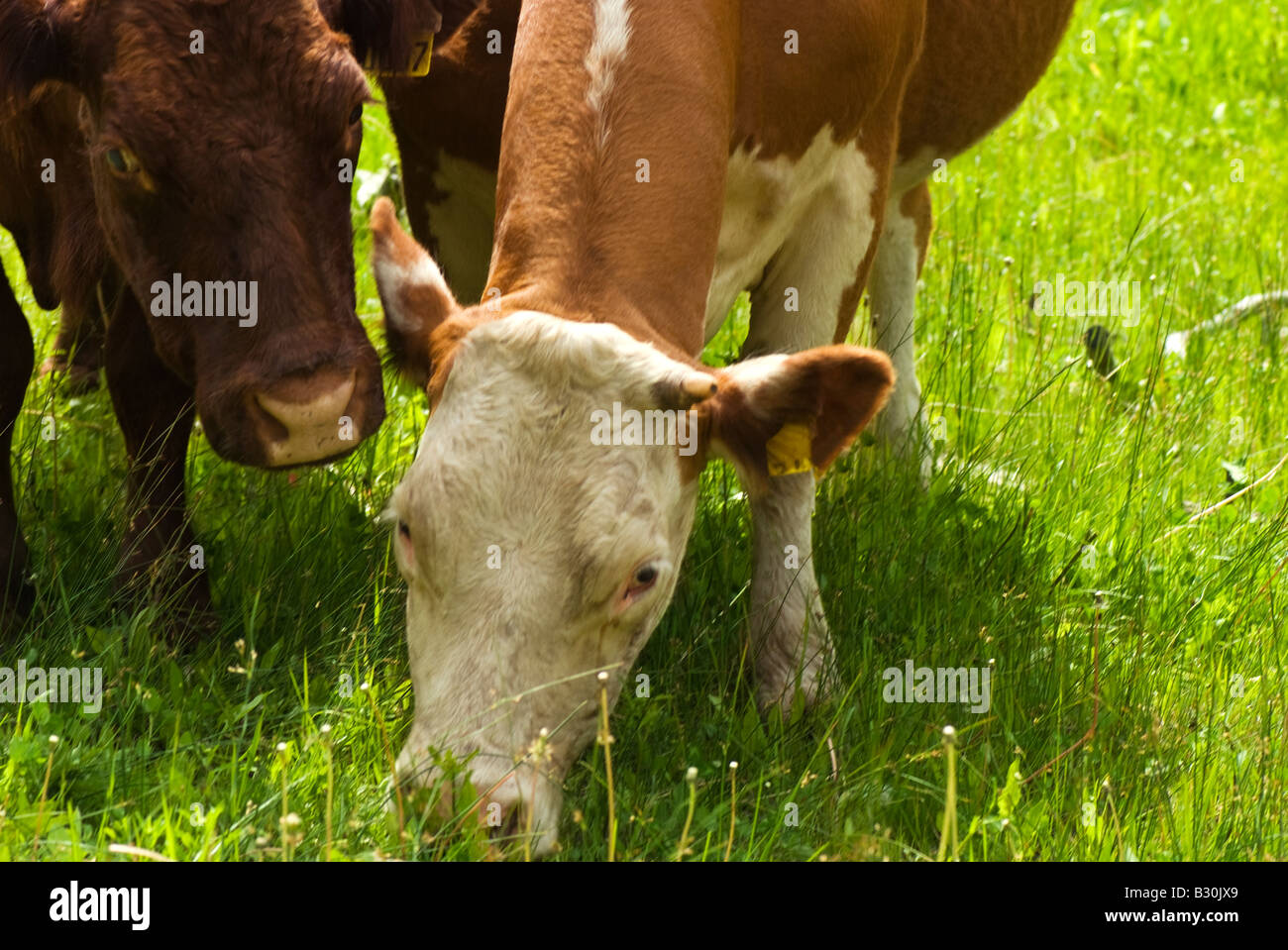 Two friendly cows hi-res stock photography and images - Alamy