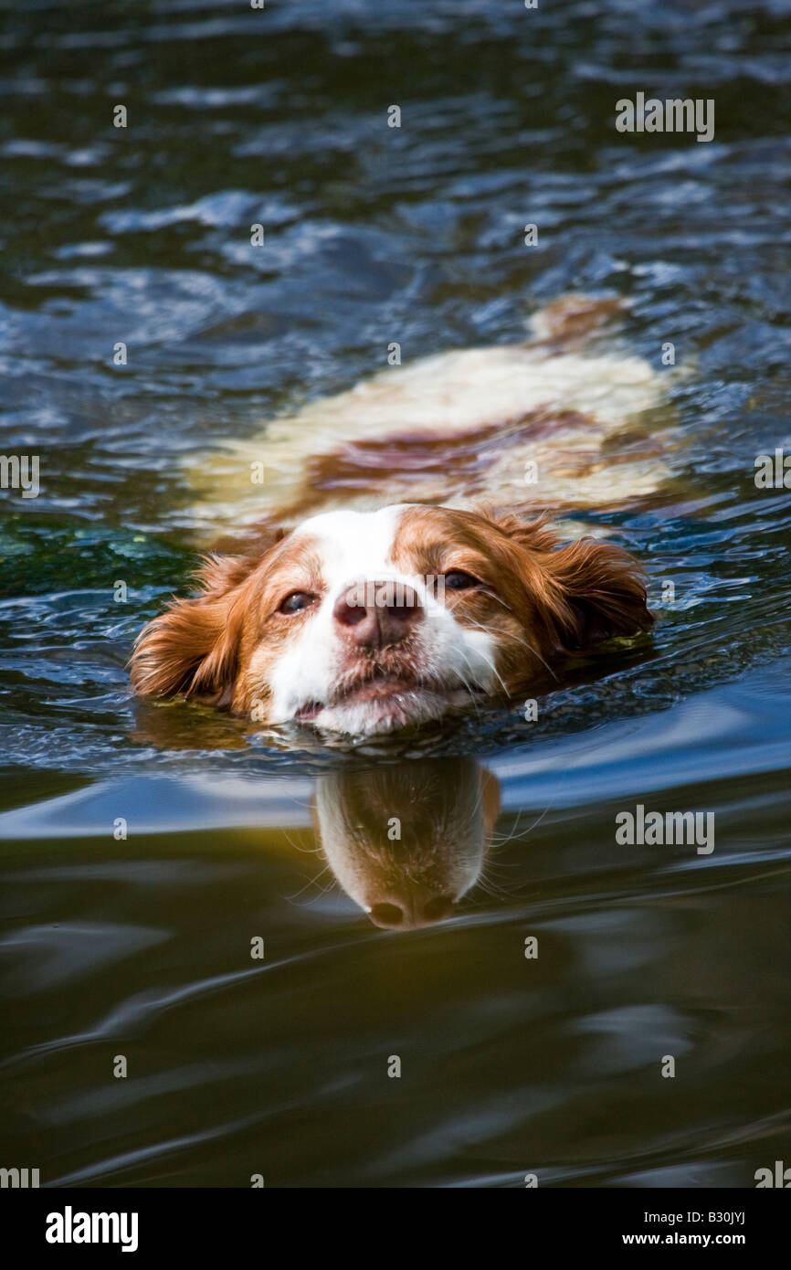 Springer Spaniel swimming Stock Photo - Alamy