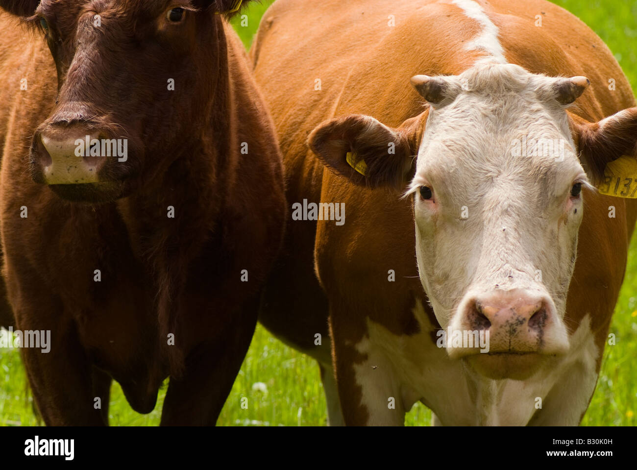 Cow with two horns hi-res stock photography and images - Alamy