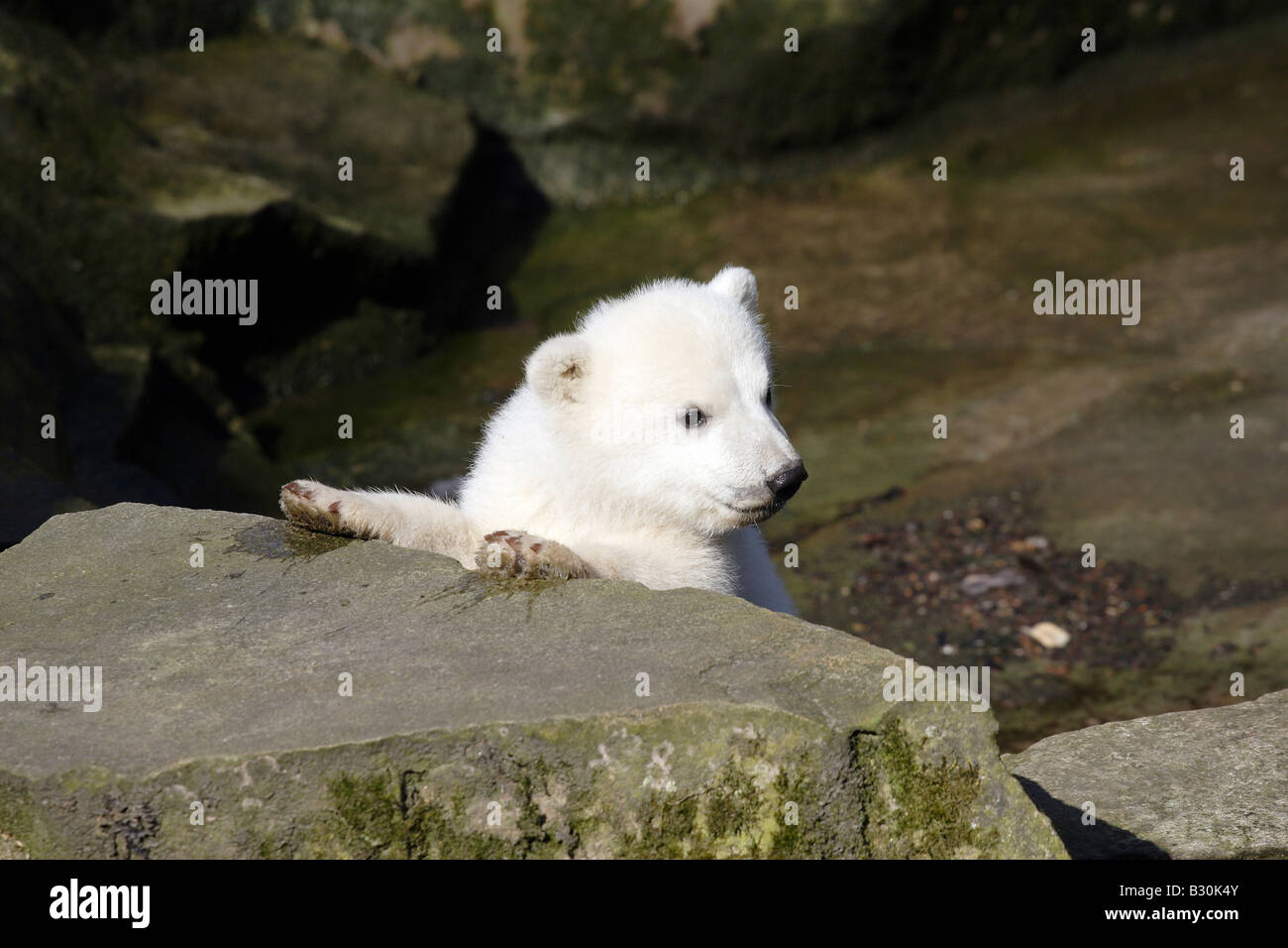 Knut Polar Bear Cub High Resolution Stock Photography and Images - Alamy