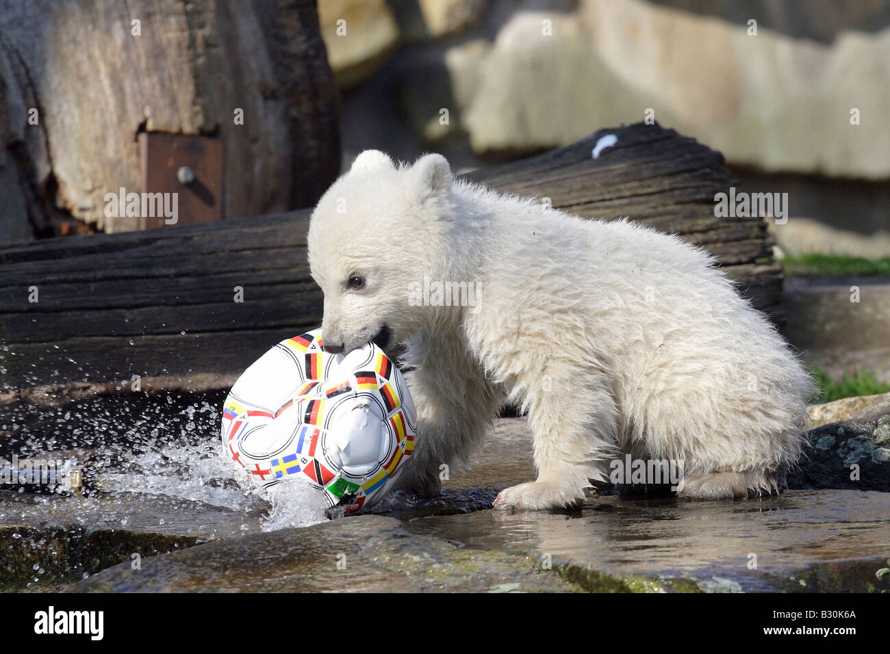 Polar bear Knut, Berlin, Germany Stock Photo - Alamy