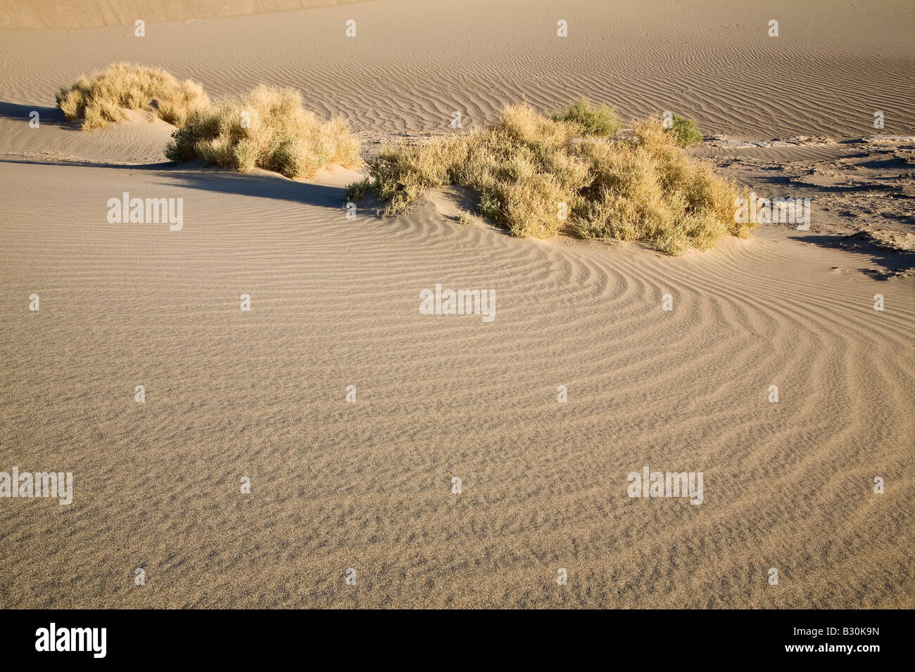 Ripples in the sand lead to brush on the dunes of Death Valley ...