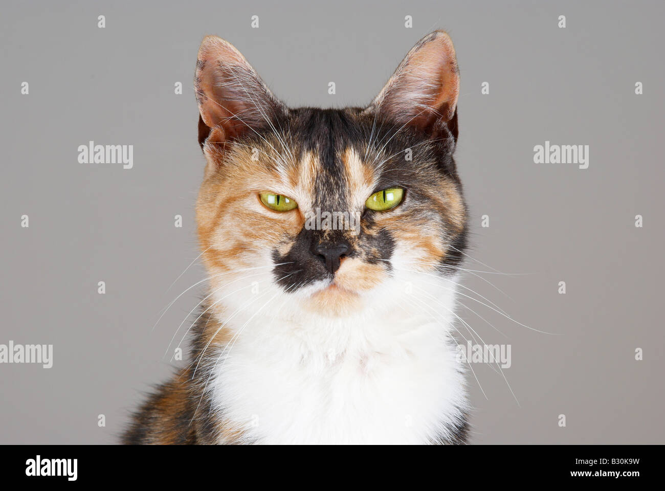 cat pulling a face (against a grey background Stock Photo - Alamy