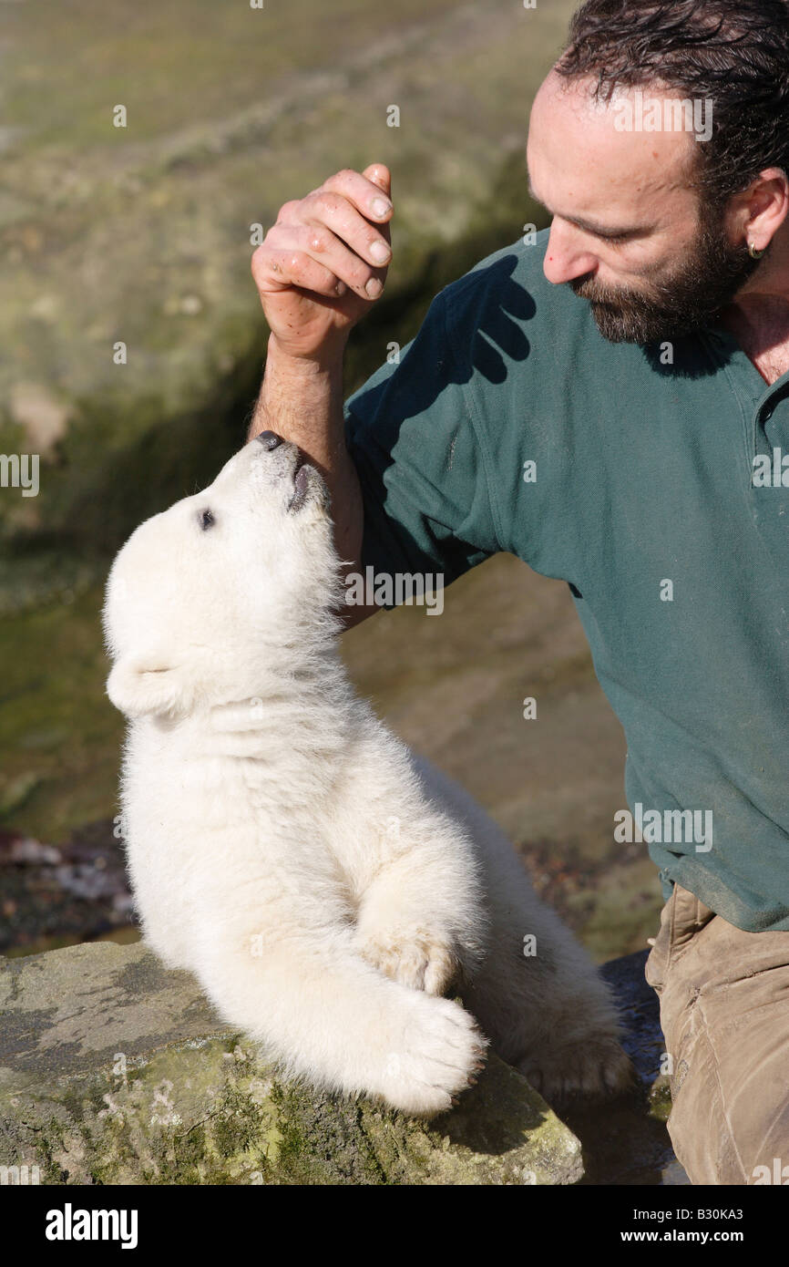 Polar bear Knut and zoo-keeper Thomas Doerflein, Berlin, Germany Stock ...