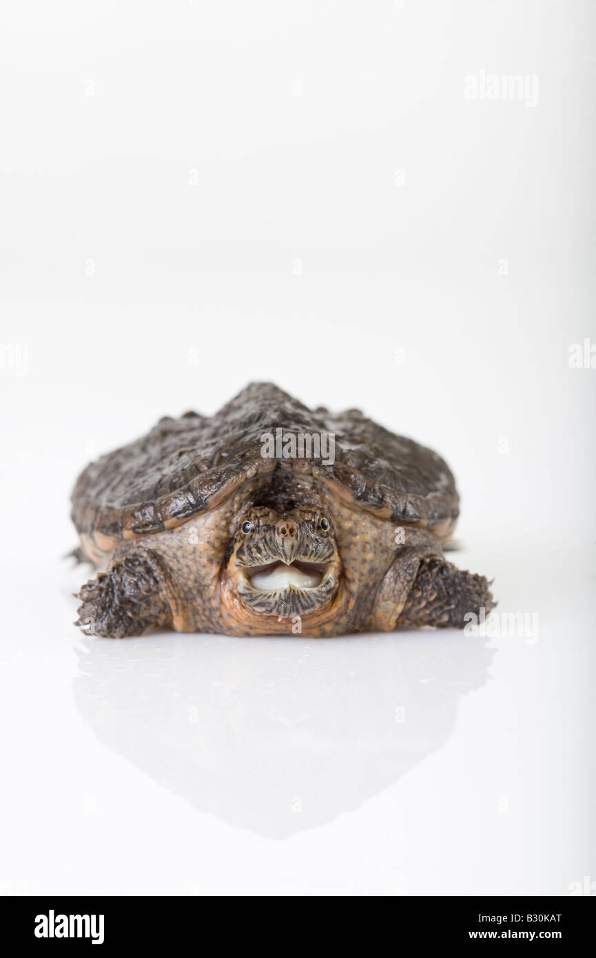 Snapping Turtle High Resolution Stock Photography and Images - Alamy