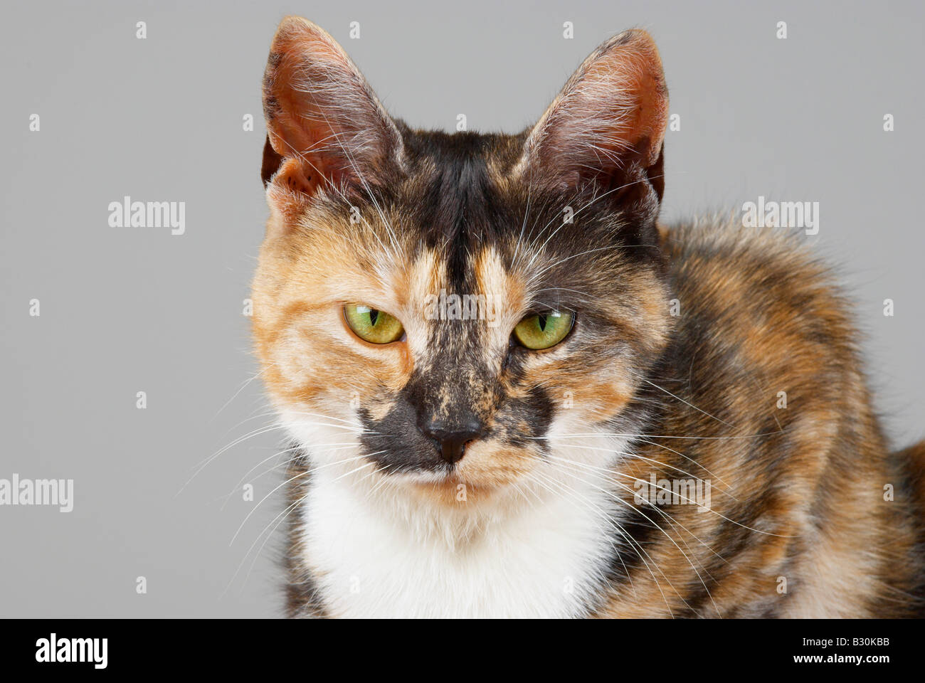 cat pulling a face (against a grey background Stock Photo - Alamy