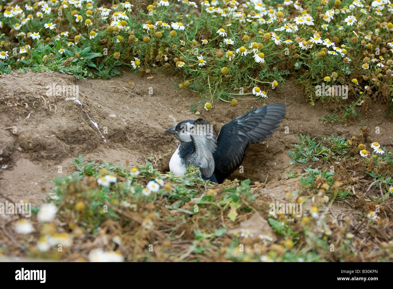 Baby puffin hi-res stock photography and images - Alamy
