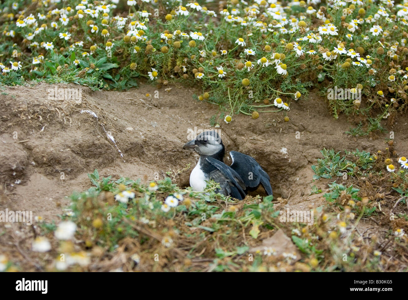 Baby Puffin Chick Puffling about to come out of burrow. (have a look at ...
