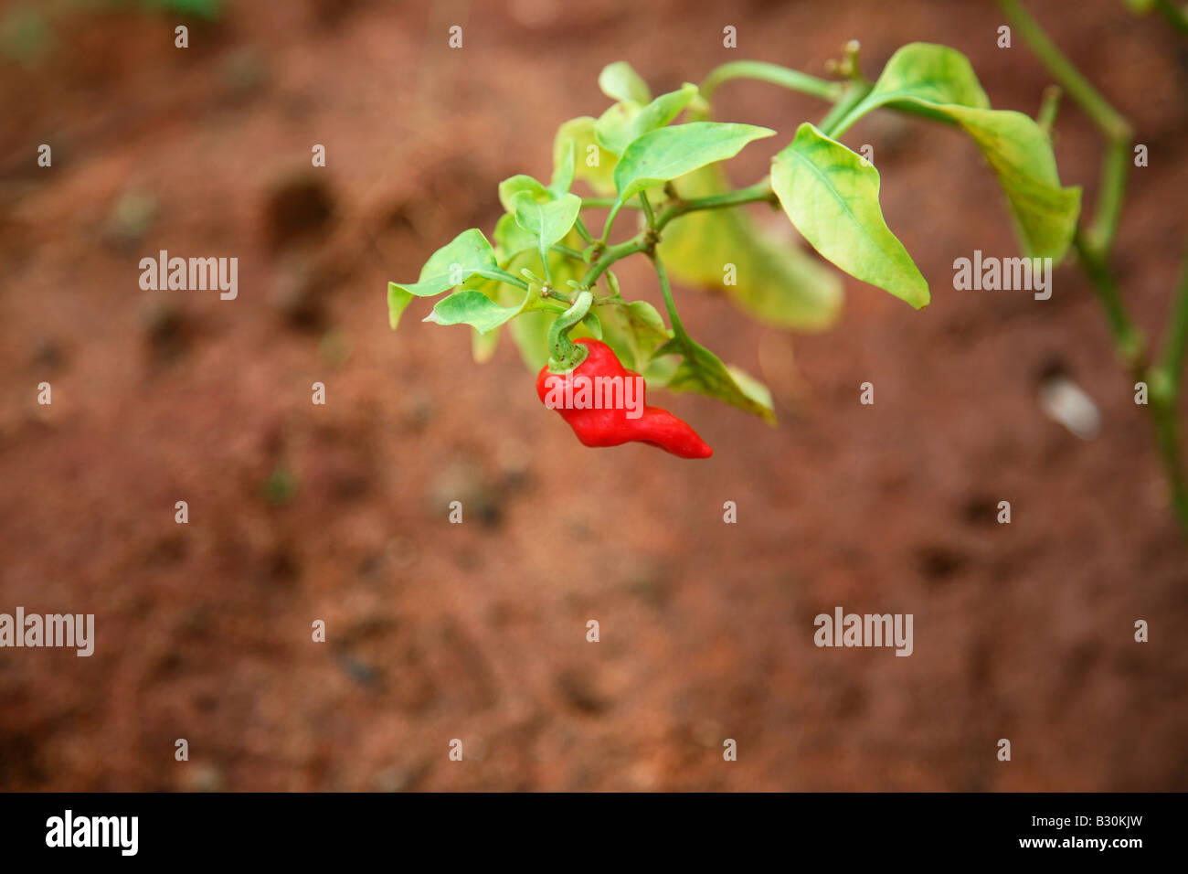 Red chilli plant Stock Photo - Alamy