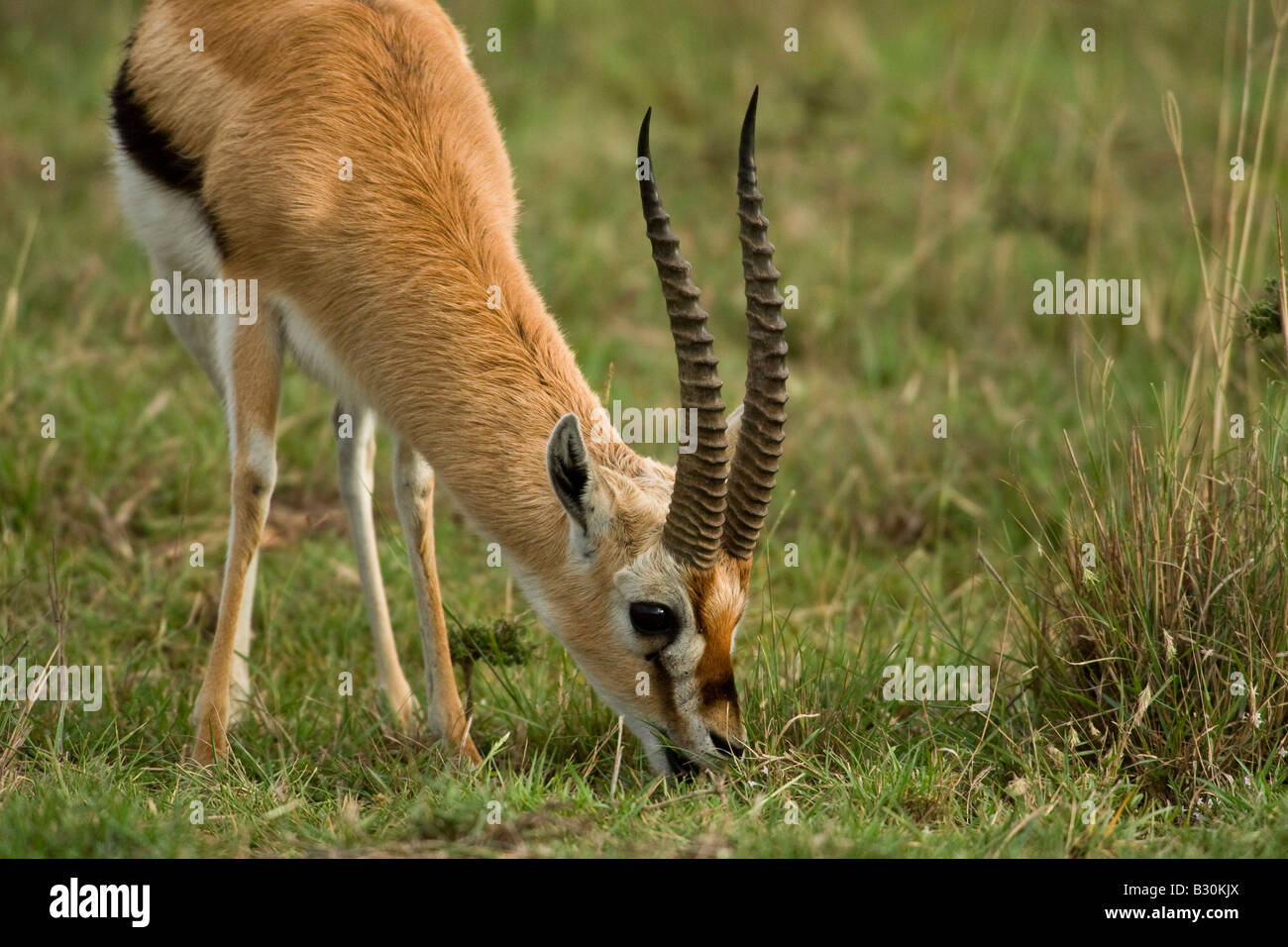 Thomson's Gazelle (Gazella thomsonii Stock Photo - Alamy