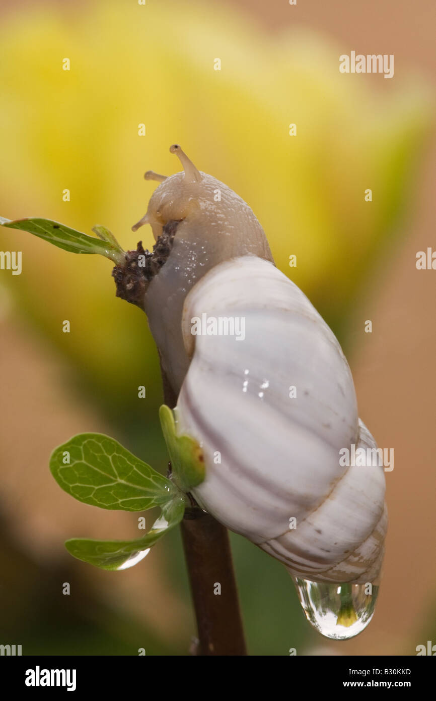 Wetland snail, Rabdotus, creeping up leatherstem plant, Jatropha dioica ...