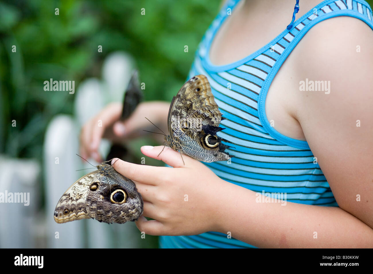 Girl holding several butterflies Stock Photo - Alamy