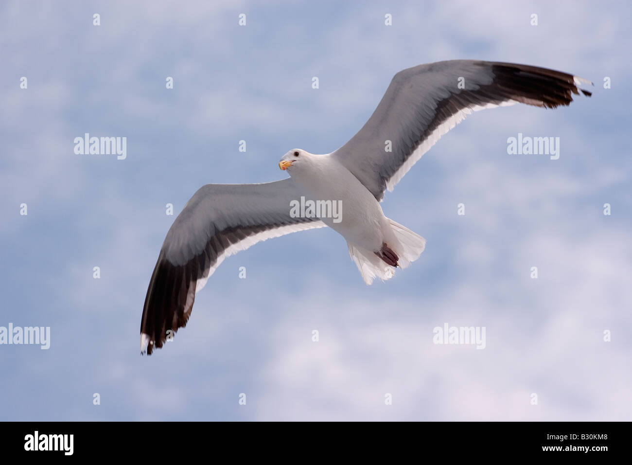 Gull Wing Shape High Resolution Stock Photography and Images - Alamy