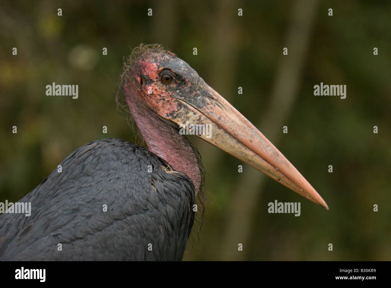marabu stork bird Africa Uganda Stock Photo - Alamy