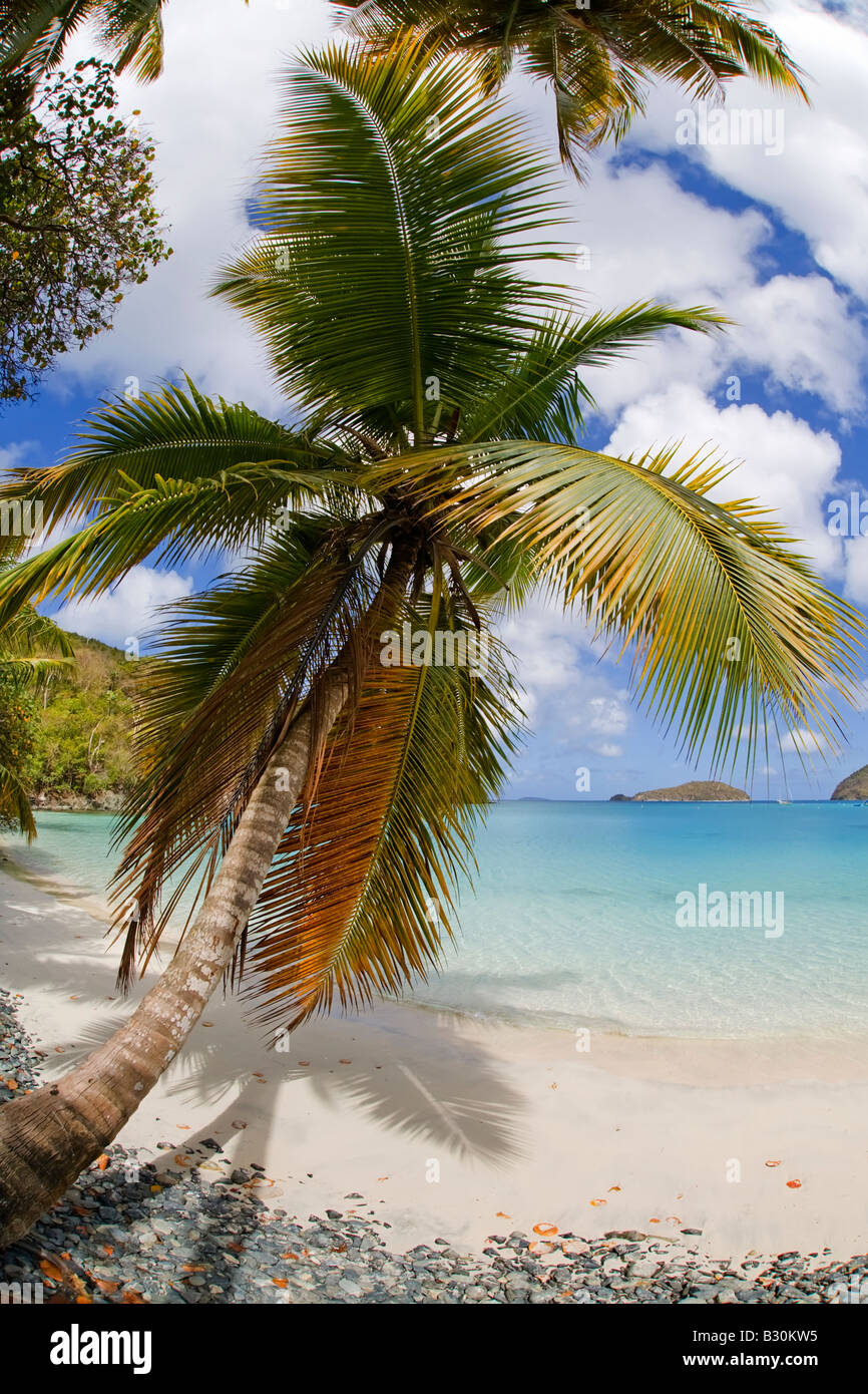 Palm trees on Maho Bay Beach in the Virgin Islands National Park on the ...