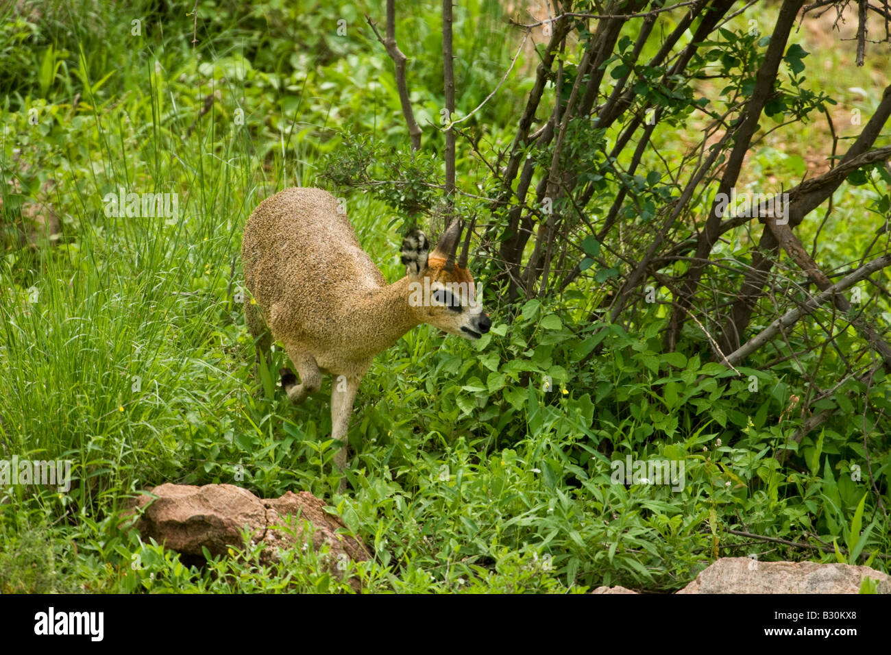 Klipspringer kenya hi-res stock photography and images - Alamy