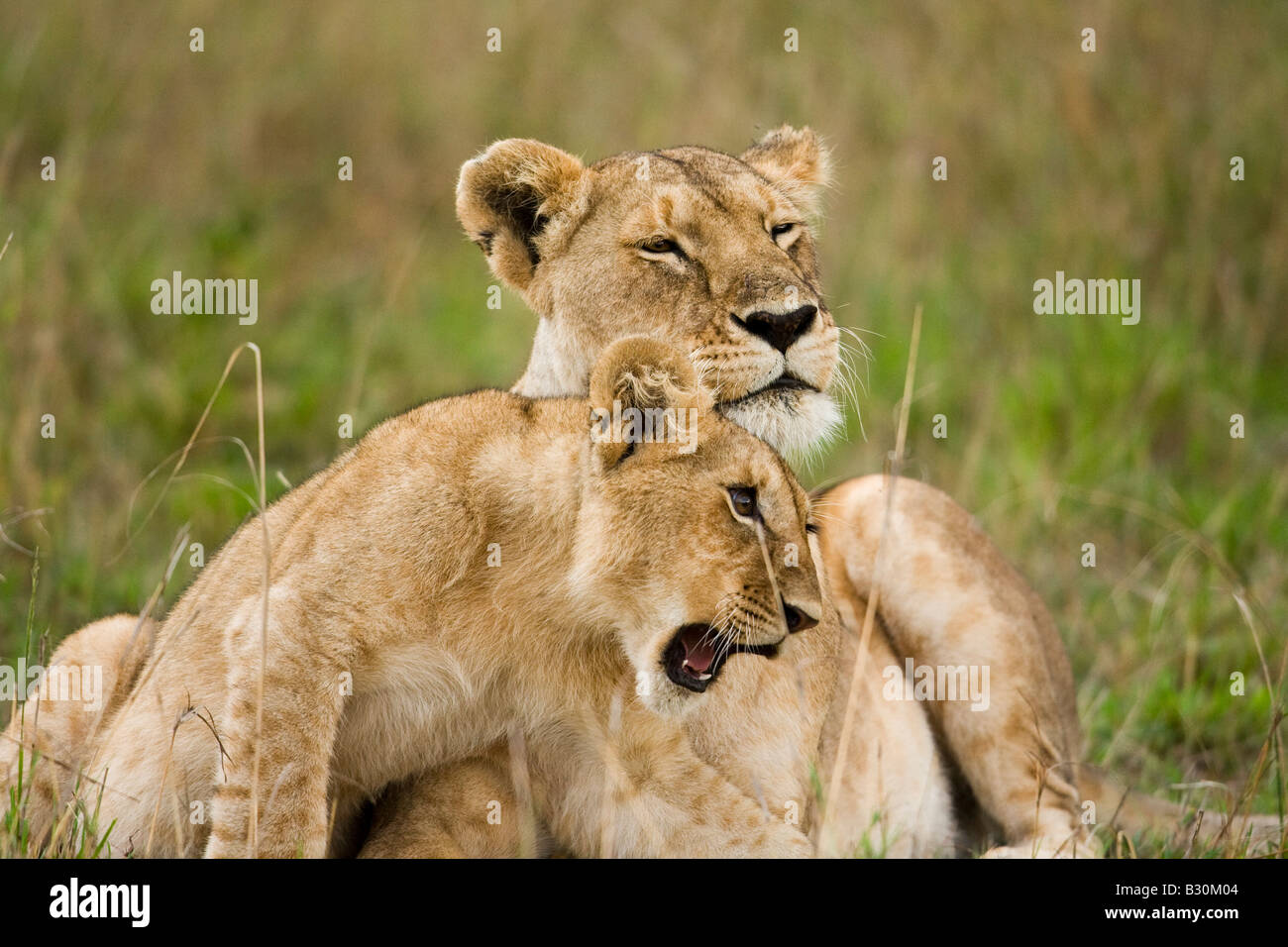 Lion cub nuzzling mother (Panthera leo Stock Photo - Alamy