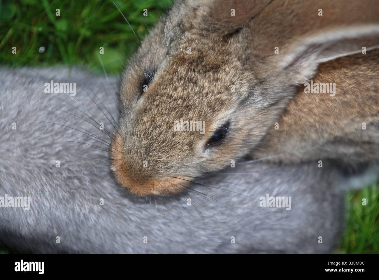 Gray Rabbits High Resolution Stock Photography and Images - Alamy