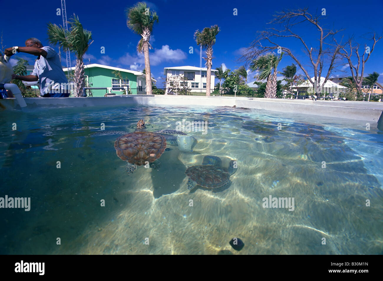 Feeding the Turtles on a Cayman Island Turtle Farm Stock Photo - Alamy