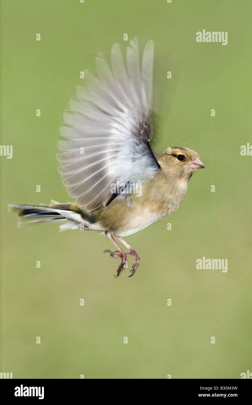 Greenfinch (Carduelis cloris) in flight Stock Photo - Alamy